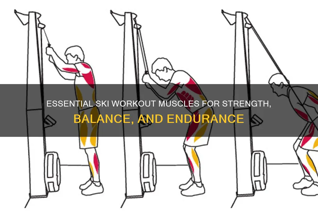 Essential Ski Workout Muscles For Strength, Balance, And Endurance ...