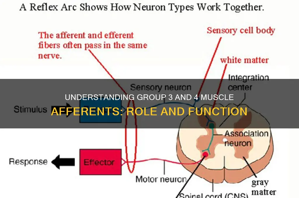 Understanding Group 3 And 4 Muscle Afferents: Role And Function | CyVigor