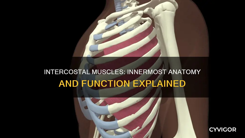 Intercostal Muscles: Innermost Anatomy And Function Explained | CyVigor