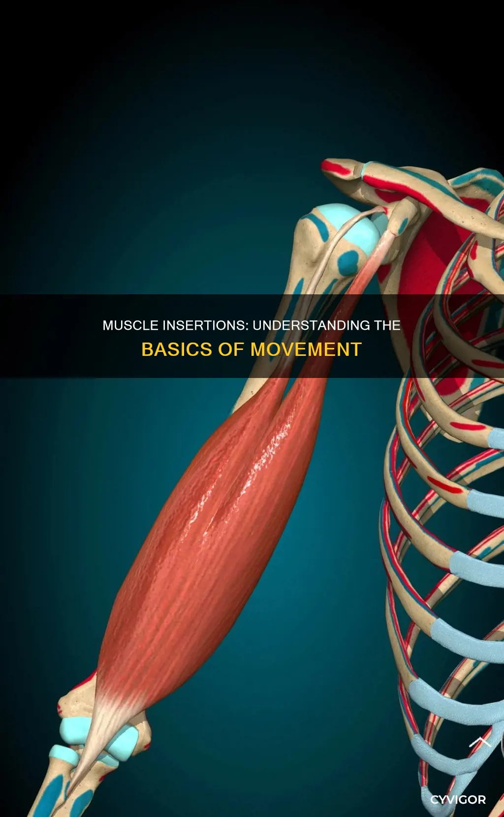 Muscle Insertions: Understanding The Basics Of Movement | CyVigor