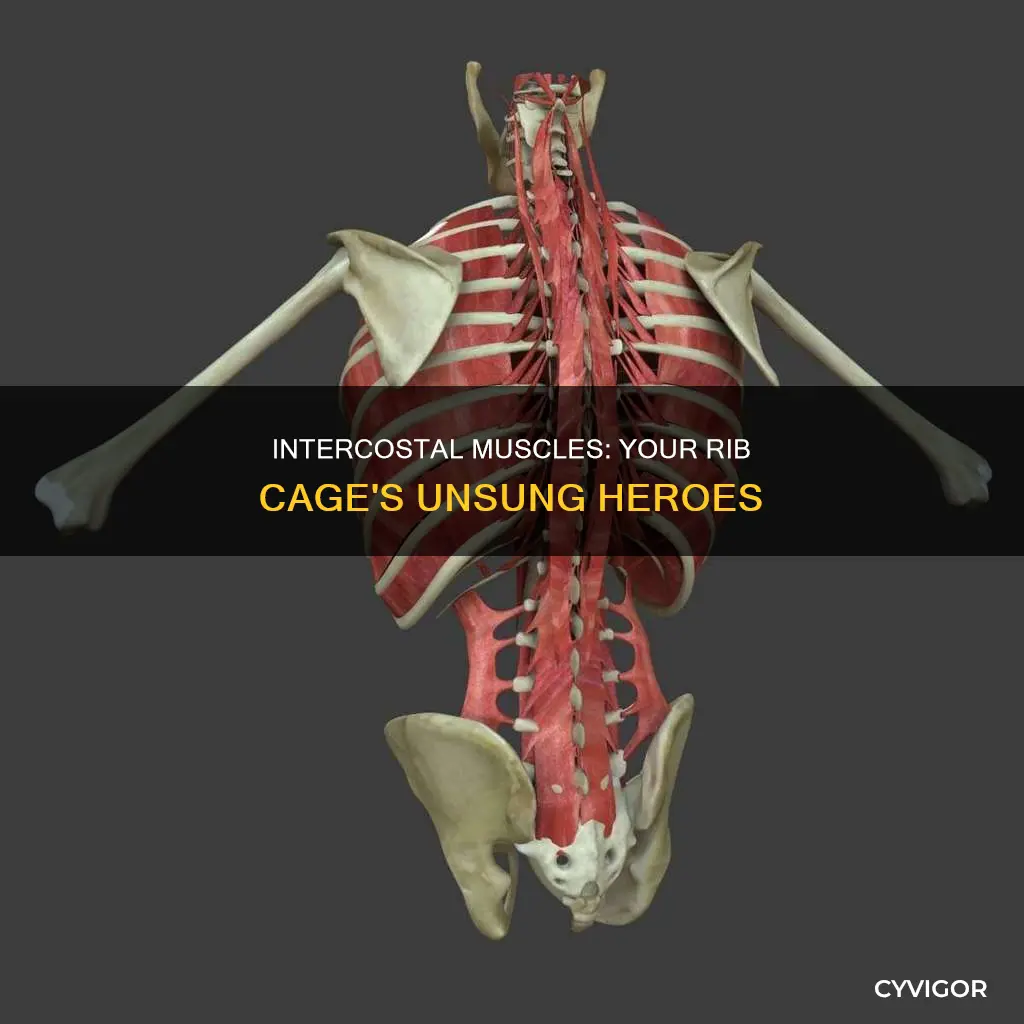 Intercostal Muscles: Your Rib Cage's Unsung Heroes | CyVigor