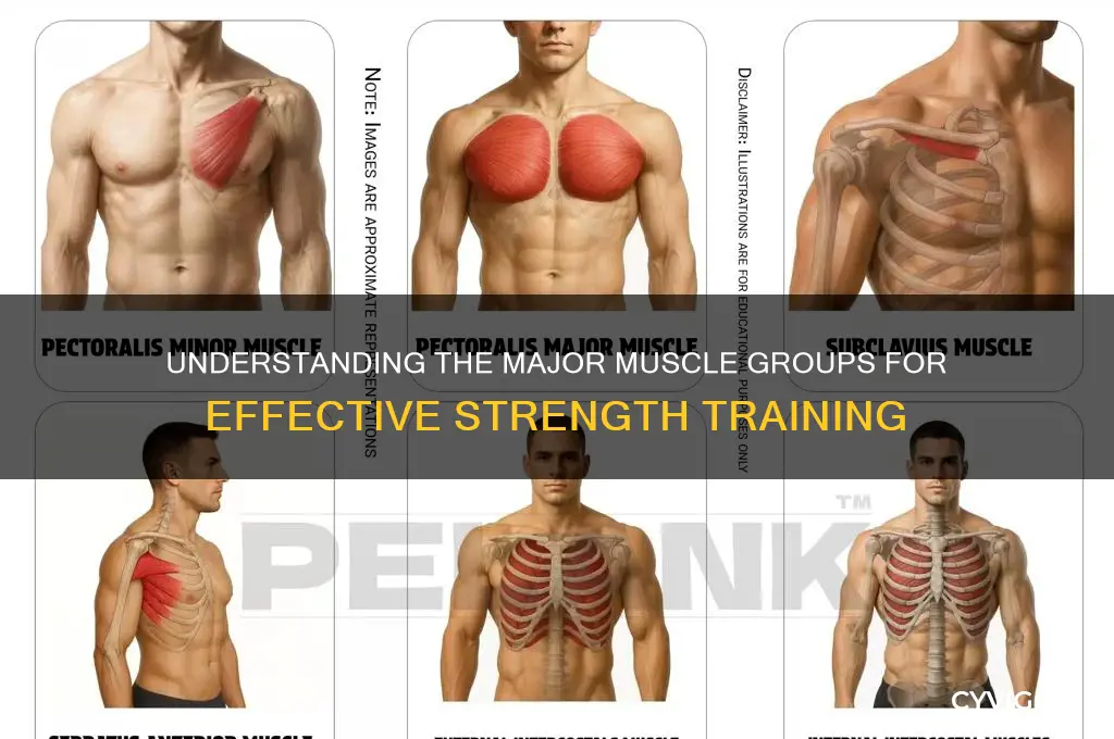 Understanding The Major Muscle Groups For Effective Strength Training ...