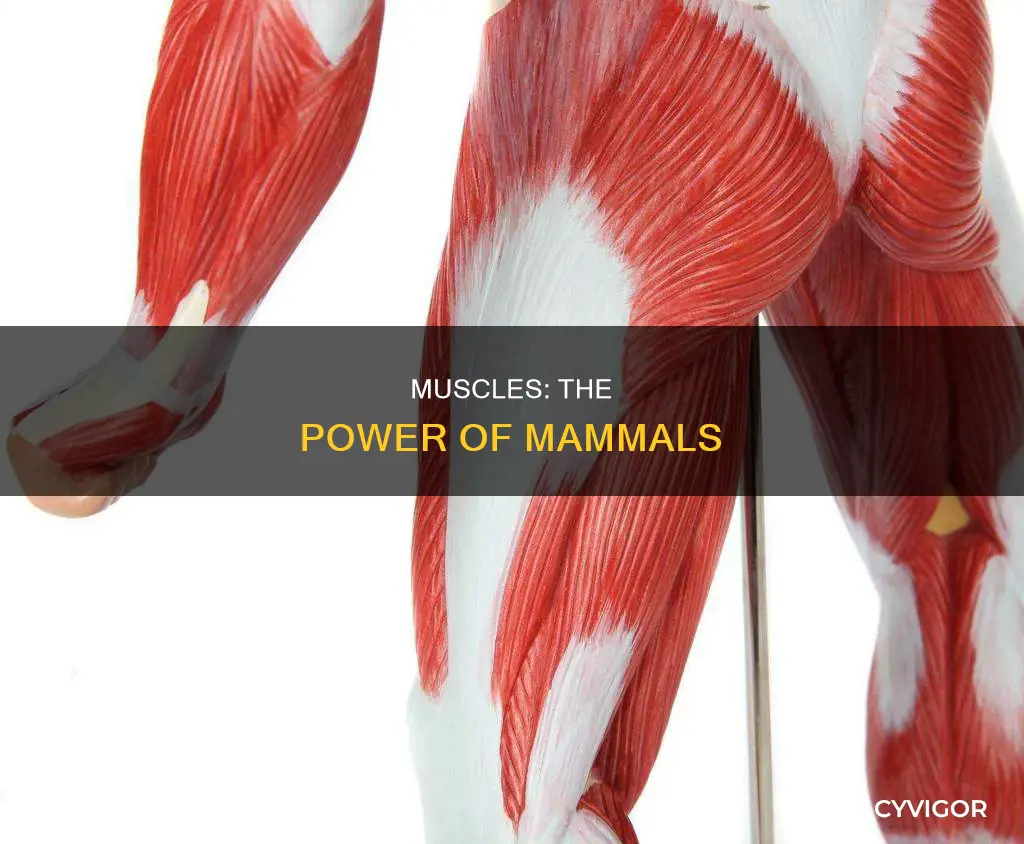 Muscles: The Power Of Mammals | CyVigor