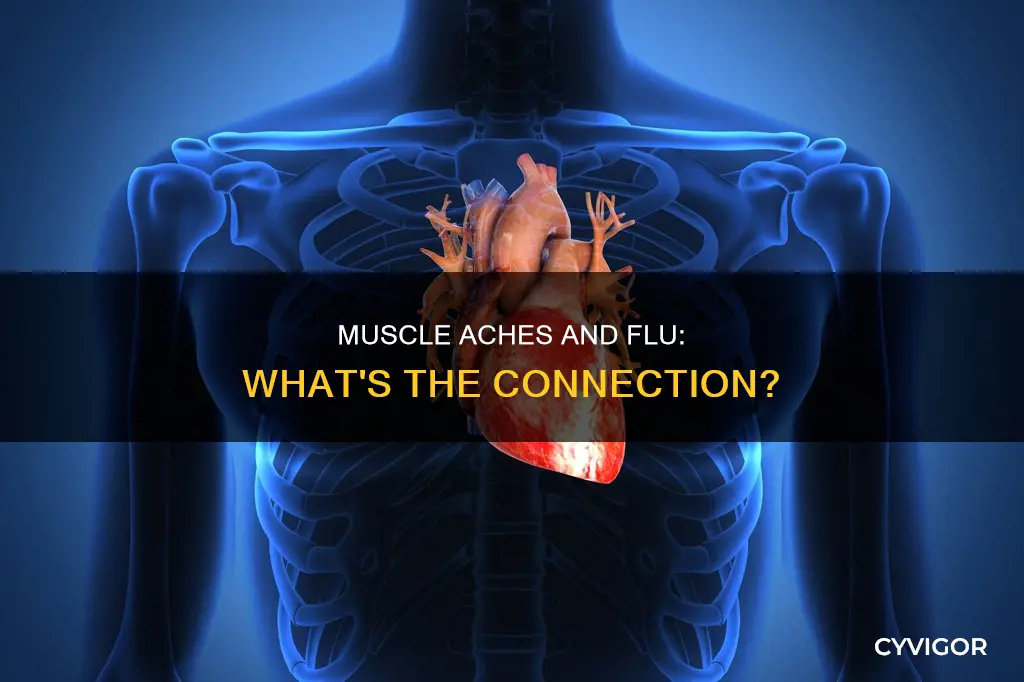 Muscle Aches And Flu: What's The Connection? | CyVigor