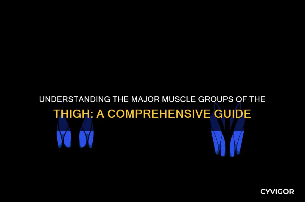 Understanding The Major Muscle Groups Of The Thigh: A Comprehensive ...