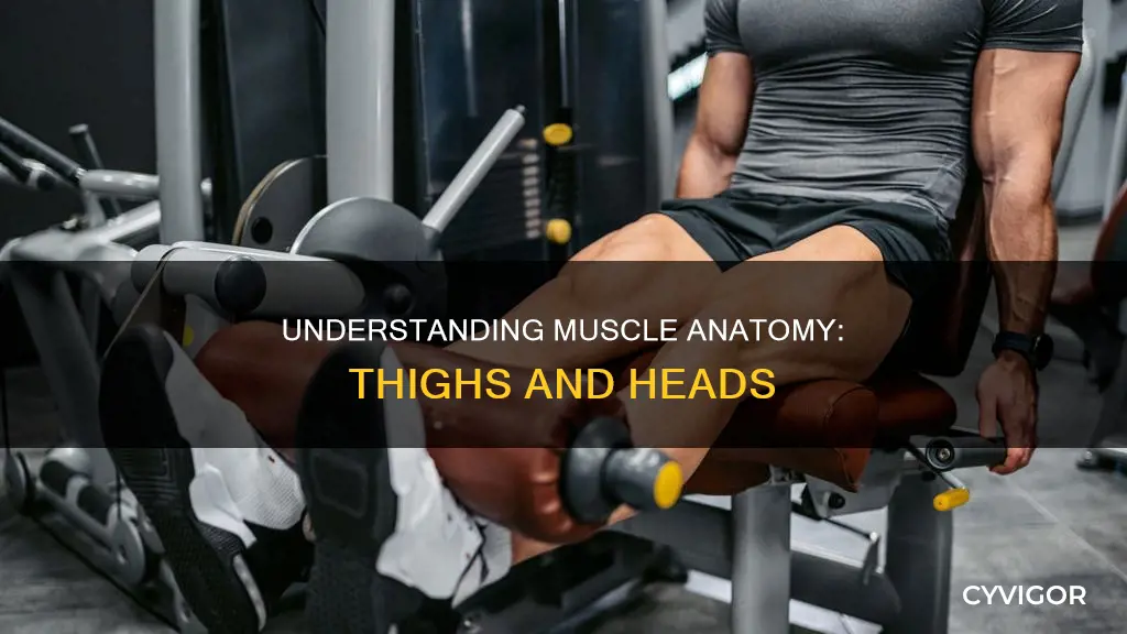 Understanding Muscle Anatomy: Thighs And Heads | CyVigor