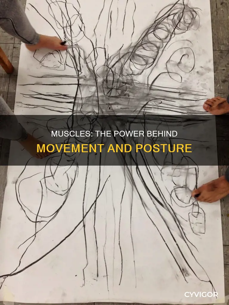 Muscles: The Power Behind Movement And Posture | CyVigor