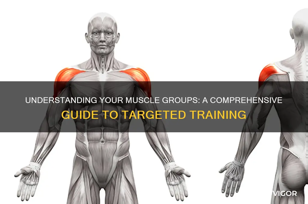 Understanding Your Muscle Groups: A Comprehensive Guide To Targeted ...