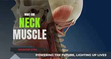 Parallel Muscles: Understanding Their Unique Structure And Function ...