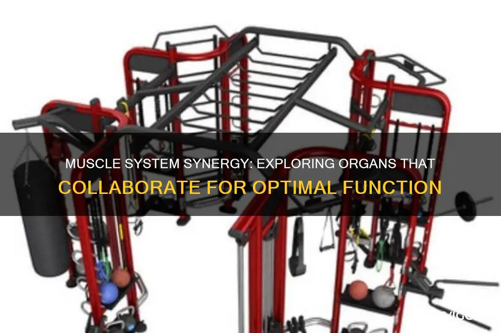 Muscle System Synergy: Exploring Organs That Collaborate For Optimal ...