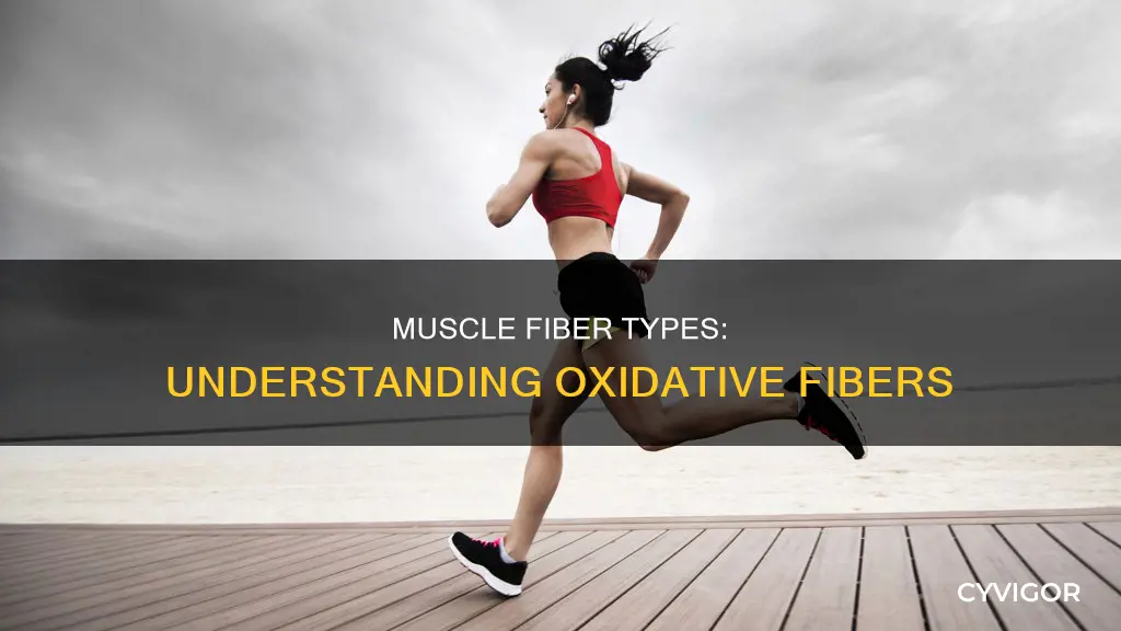 Muscle Fiber Types: Understanding Oxidative Fibers | CyVigor