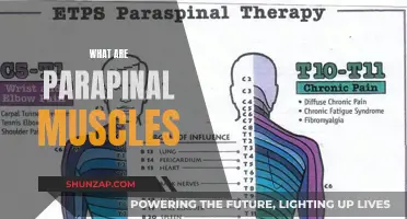 Paravertebral Muscles: Their Role And Function Explained | CyVigor