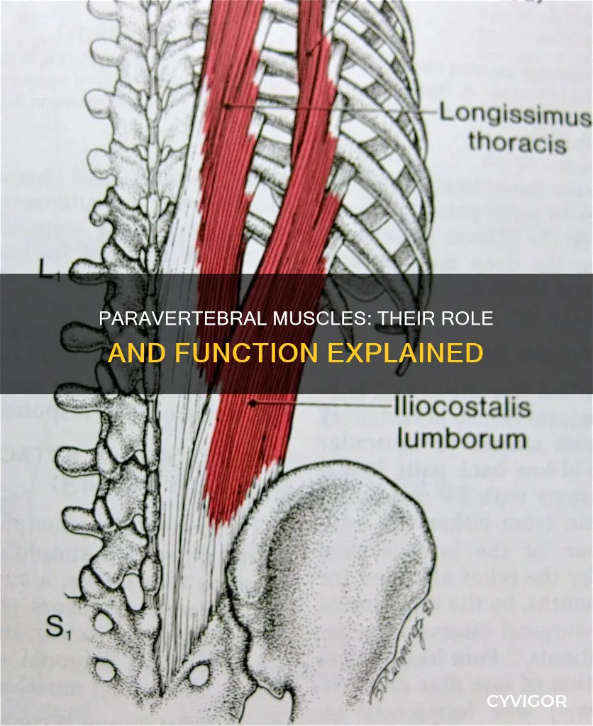 Paravertebral Muscles: Their Role And Function Explained | CyVigor