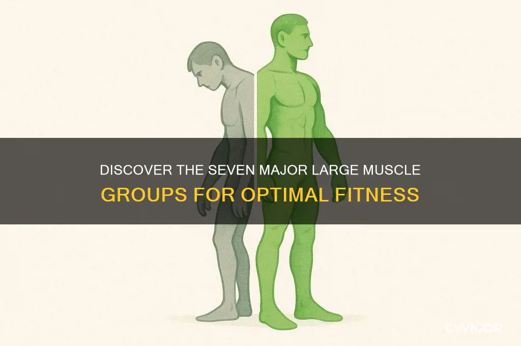 Discover The Seven Major Large Muscle Groups For Optimal Fitness | CyVigor