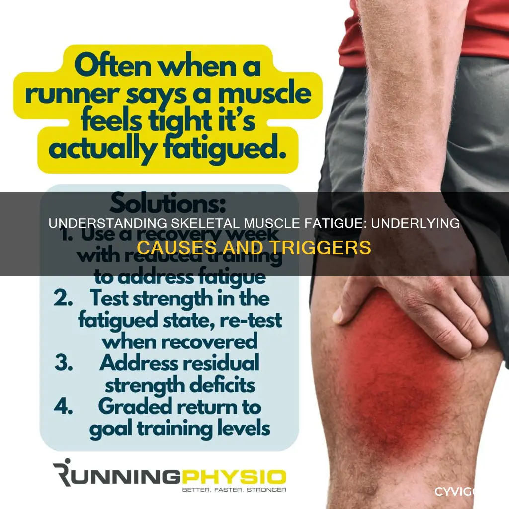 Understanding Skeletal Muscle Fatigue: Underlying Causes And Triggers ...