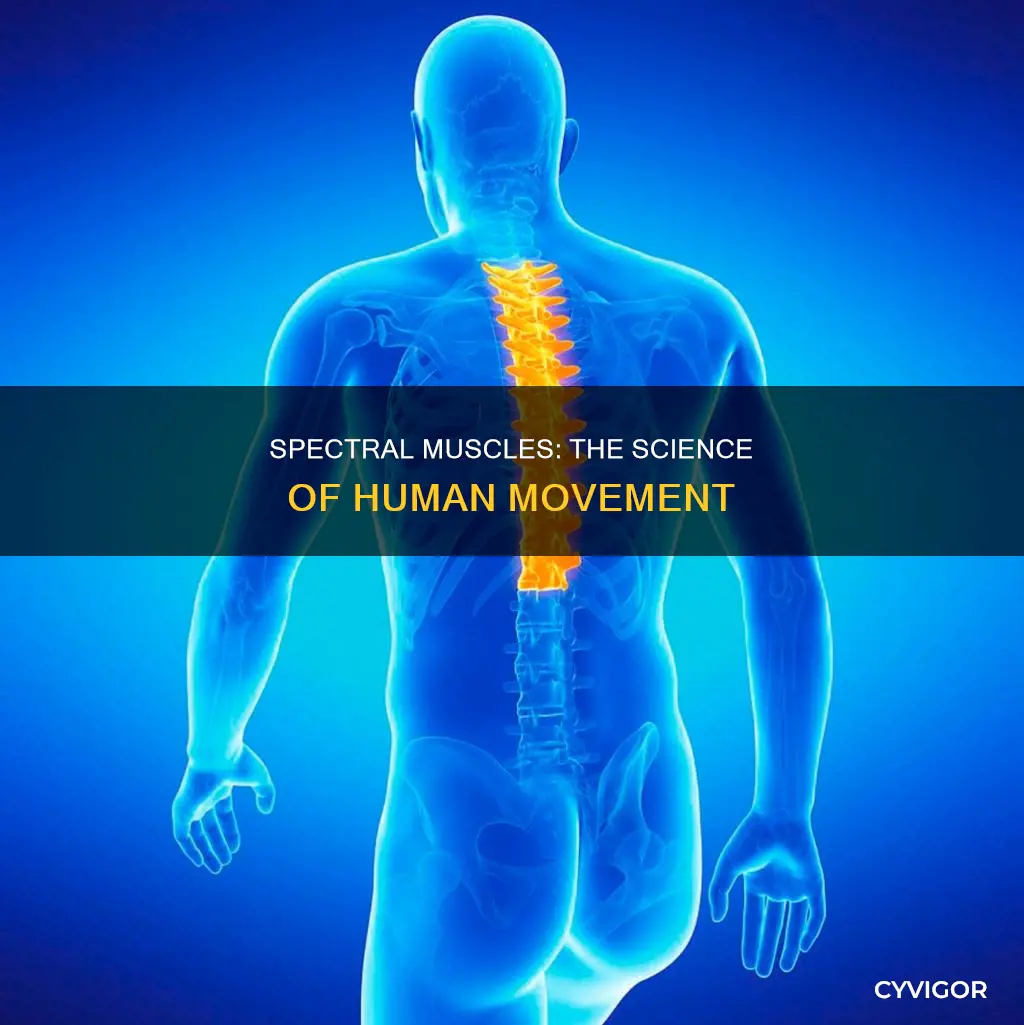 Spectral Muscles: The Science Of Human Movement | CyVigor