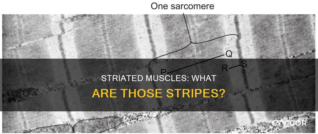 Striated Muscles: What Are Those Stripes? | CyVigor