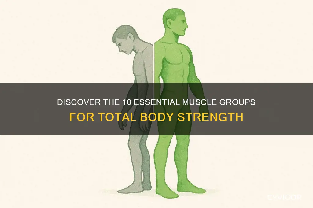 Discover The 10 Essential Muscle Groups For Total Body Strength | CyVigor