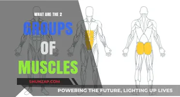 Key Muscle Groups Essential For Breathing And Respiratory Function ...