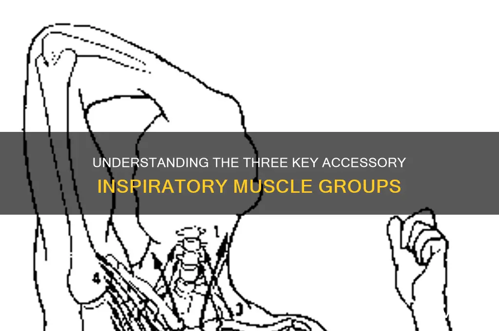 Understanding The Three Key Accessory Inspiratory Muscle Groups | CyVigor