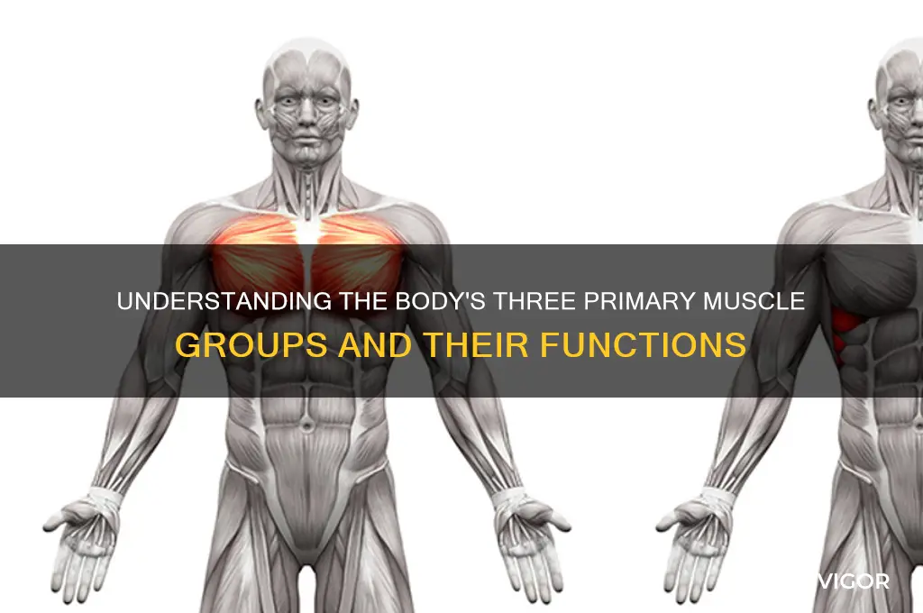 Understanding The Body's Three Primary Muscle Groups And Their ...