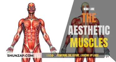 Understanding The Dorsiflexor Muscles And Their Functions | CyVigor