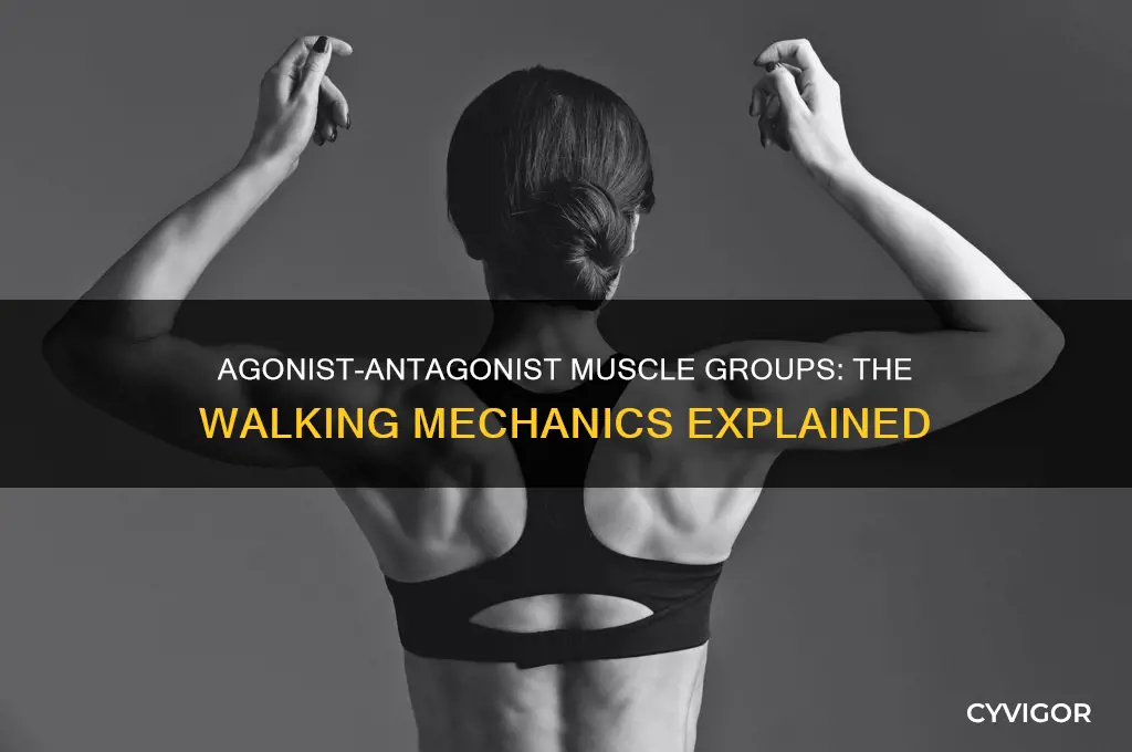 Agonist-Antagonist Muscle Groups: The Walking Mechanics Explained | CyVigor