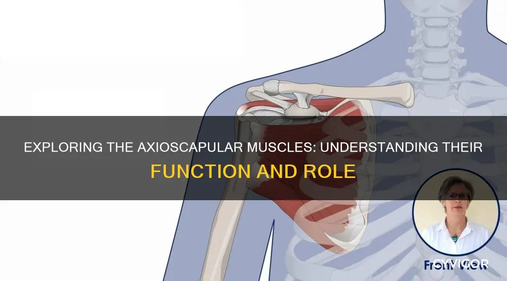 Exploring The Axioscapular Muscles: Understanding Their Function And ...