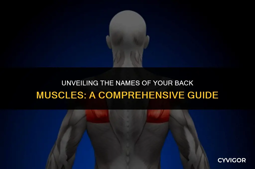 Unveiling The Names Of Your Back Muscles: A Comprehensive Guide | CyVigor