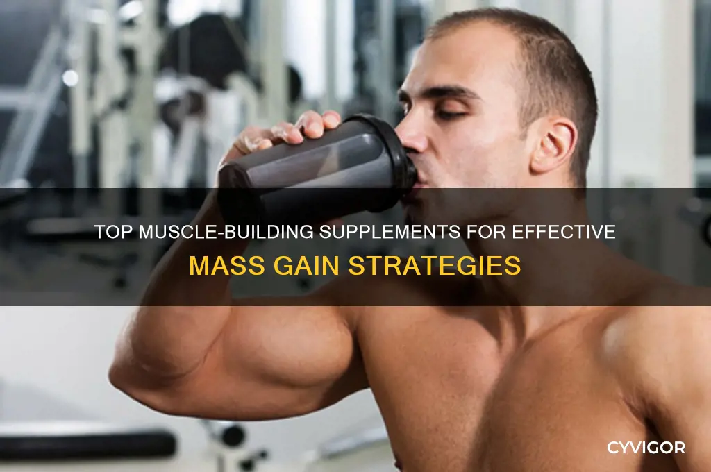Top Muscle-Building Supplements For Effective Mass Gain Strategies ...