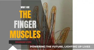 Understanding The Dorsiflexor Muscles And Their Functions | CyVigor