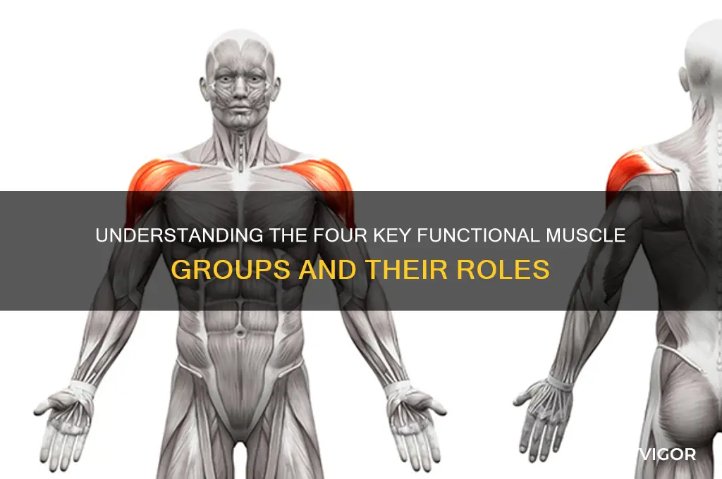 Understanding The Four Key Functional Muscle Groups And Their Roles ...