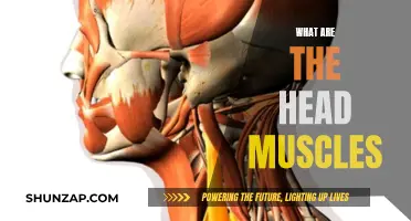 Understanding Muscle Anatomy: Their Unique Shapes And Functions | CyVigor