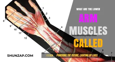 Understanding Lower Arm Muscles: Anatomy, Function, And Strengthening ...