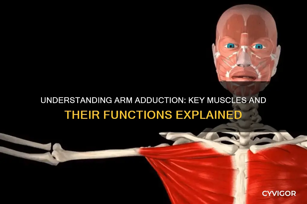 Understanding Arm Adduction: Key Muscles And Their Functions Explained ...