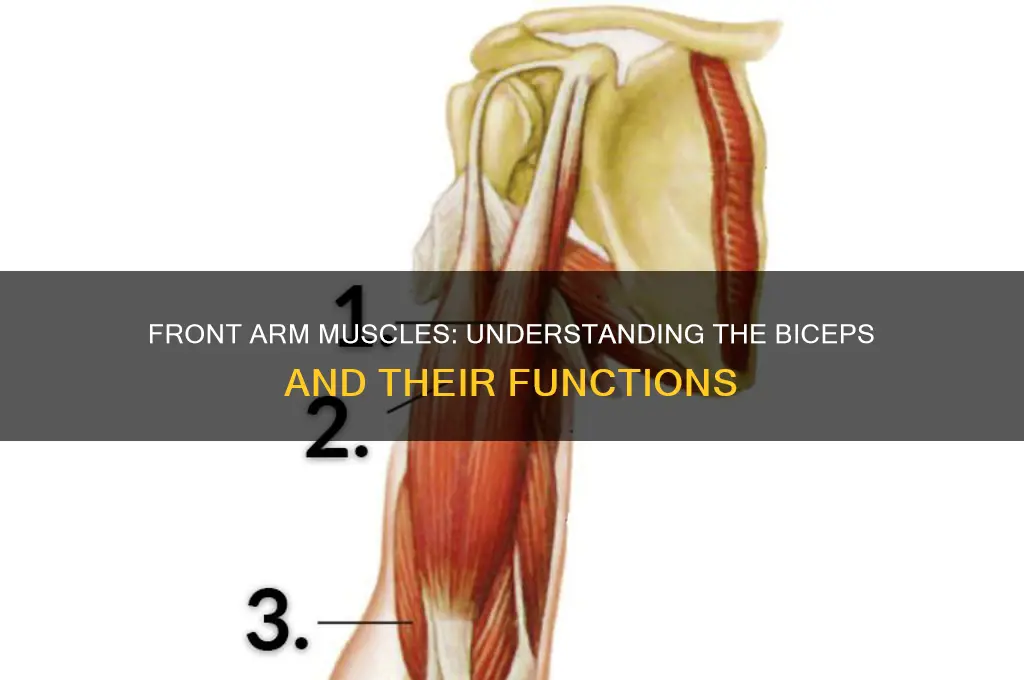 Front Arm Muscles: Understanding The Biceps And Their Functions | CyVigor