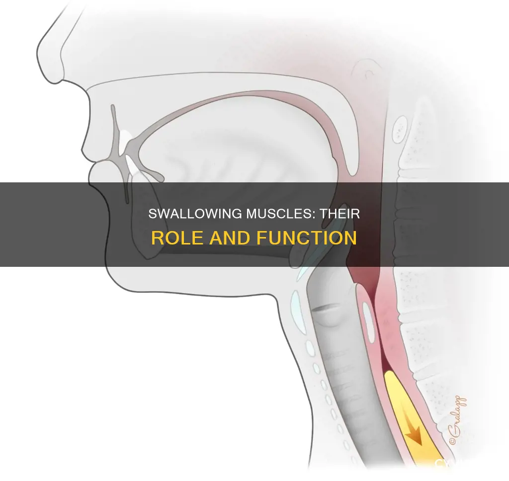 Swallowing Muscles: Their Role And Function | CyVigor