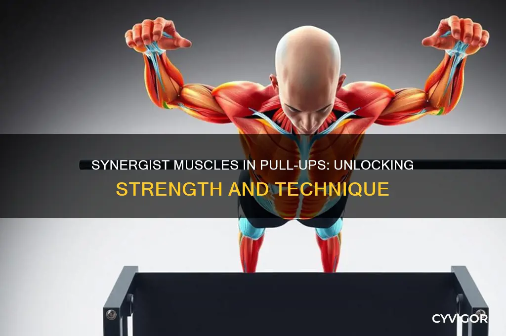 Synergist Muscles In Pull-Ups: Unlocking Strength And Technique | CyVigor