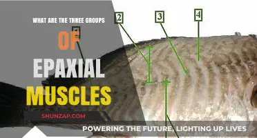 Understanding The Wrist Extensor Group: Three Key Muscles Explained ...