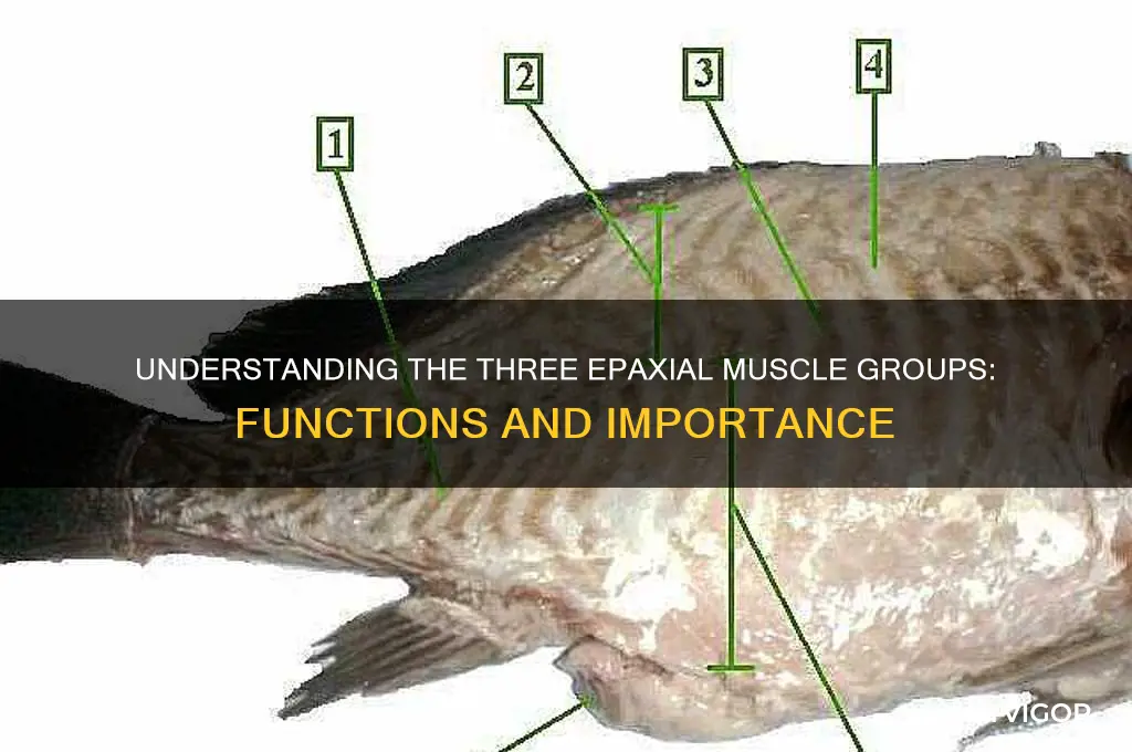 Understanding The Three Epaxial Muscle Groups: Functions And Importance ...