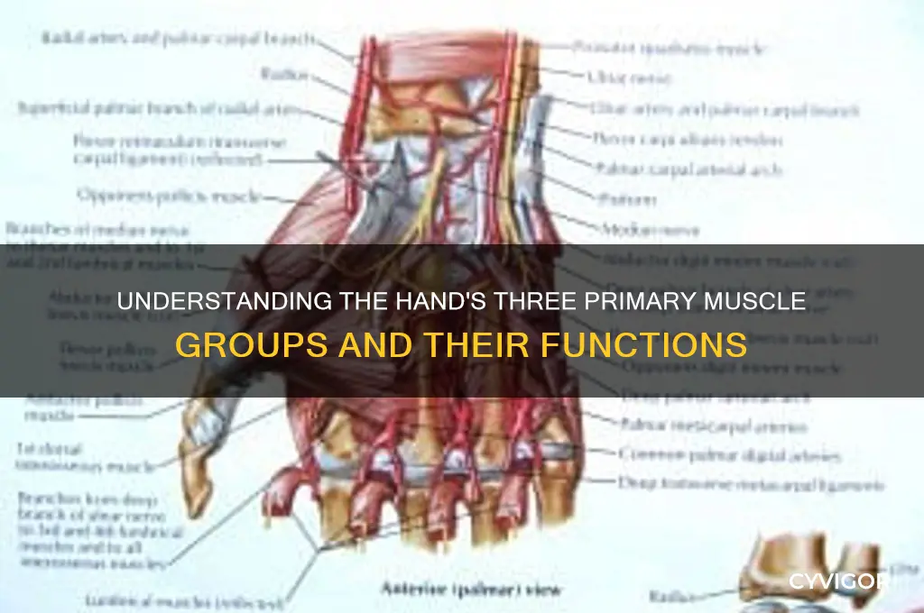 Understanding The Hand's Three Primary Muscle Groups And Their ...