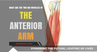 Understanding Lower Arm Muscles: Anatomy, Function, And Strengthening ...
