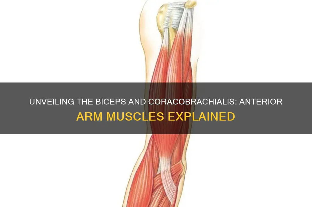 Unveiling The Biceps And Coracobrachialis: Anterior Arm Muscles ...