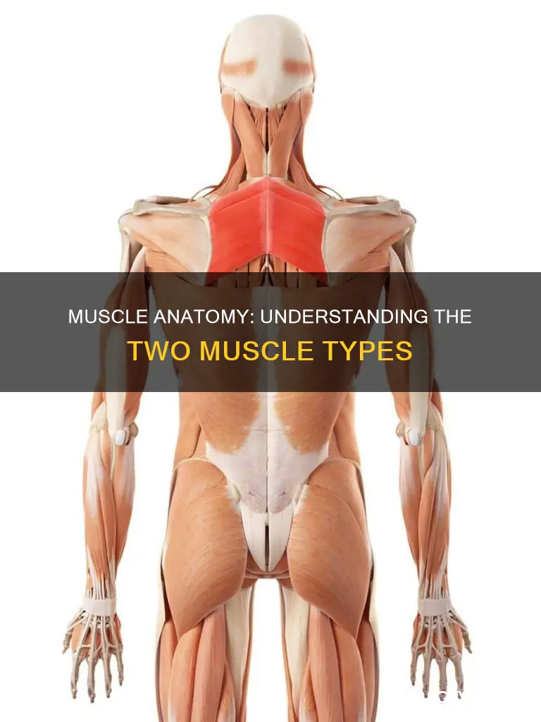Muscle Anatomy: Understanding The Two Muscle Types | CyVigor