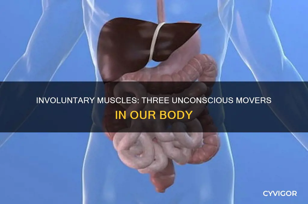 Involuntary Muscles: Three Unconscious Movers In Our Body | CyVigor