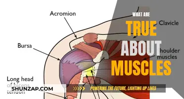 Understanding White Muscles: Their Role And Function | CyVigor