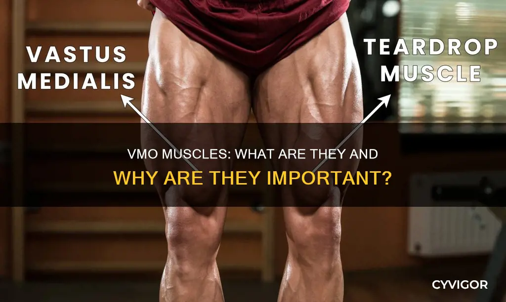 Vmo Muscles: What Are They And Why Are They Important? | CyVigor