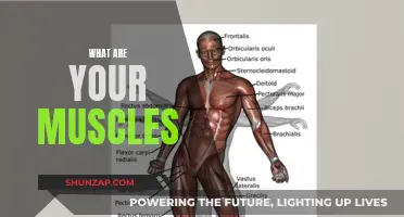 Understanding White Muscles: Their Role And Function | CyVigor