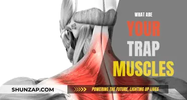 Understanding Your Lumbar Muscles: Their Function And Anatomy | CyVigor