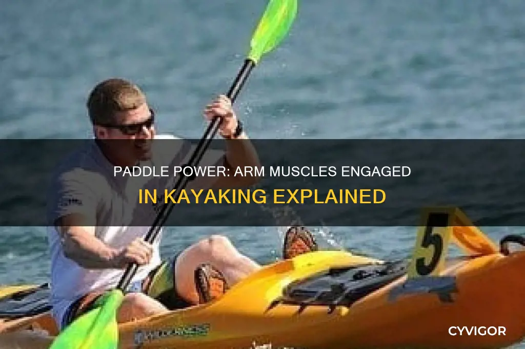 Paddle Power: Arm Muscles Engaged In Kayaking Explained | CyVigor